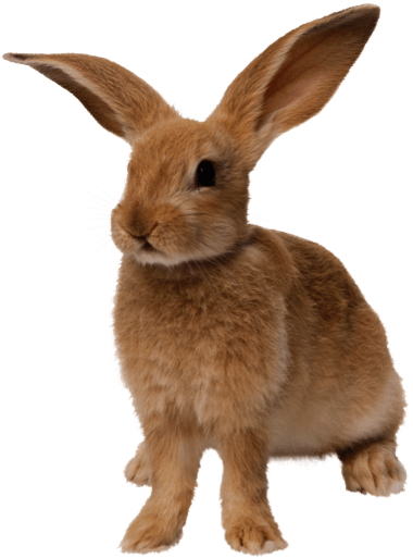 rabbitears • Church Planting Tactics